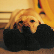 Reserve Your Yellow, Black or Cinnamon Lab Puppy Todayn